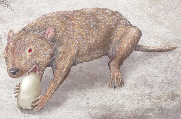 Fossils found | News, Sports, Jobs - Minot Daily News